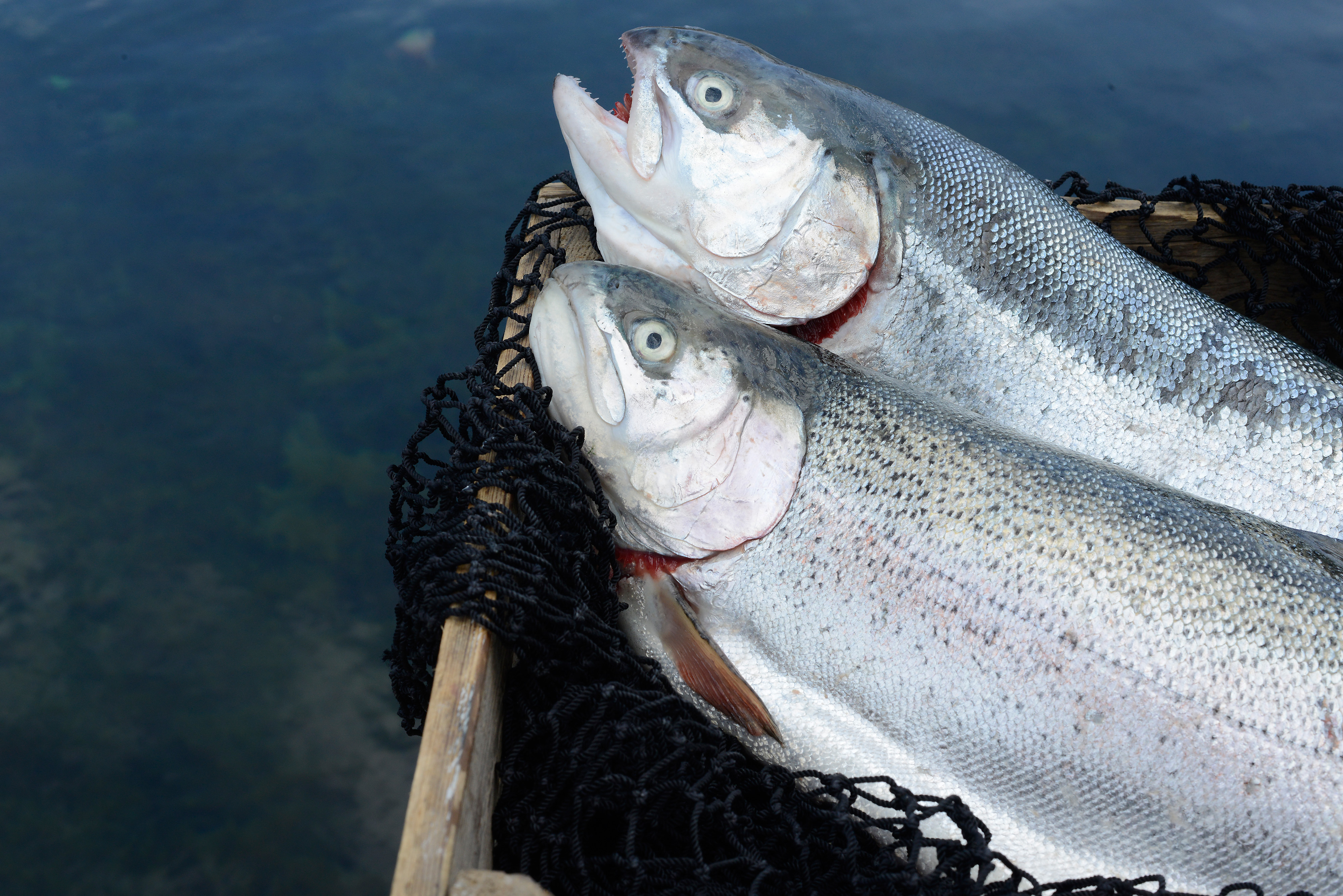 Salmón y Trucha