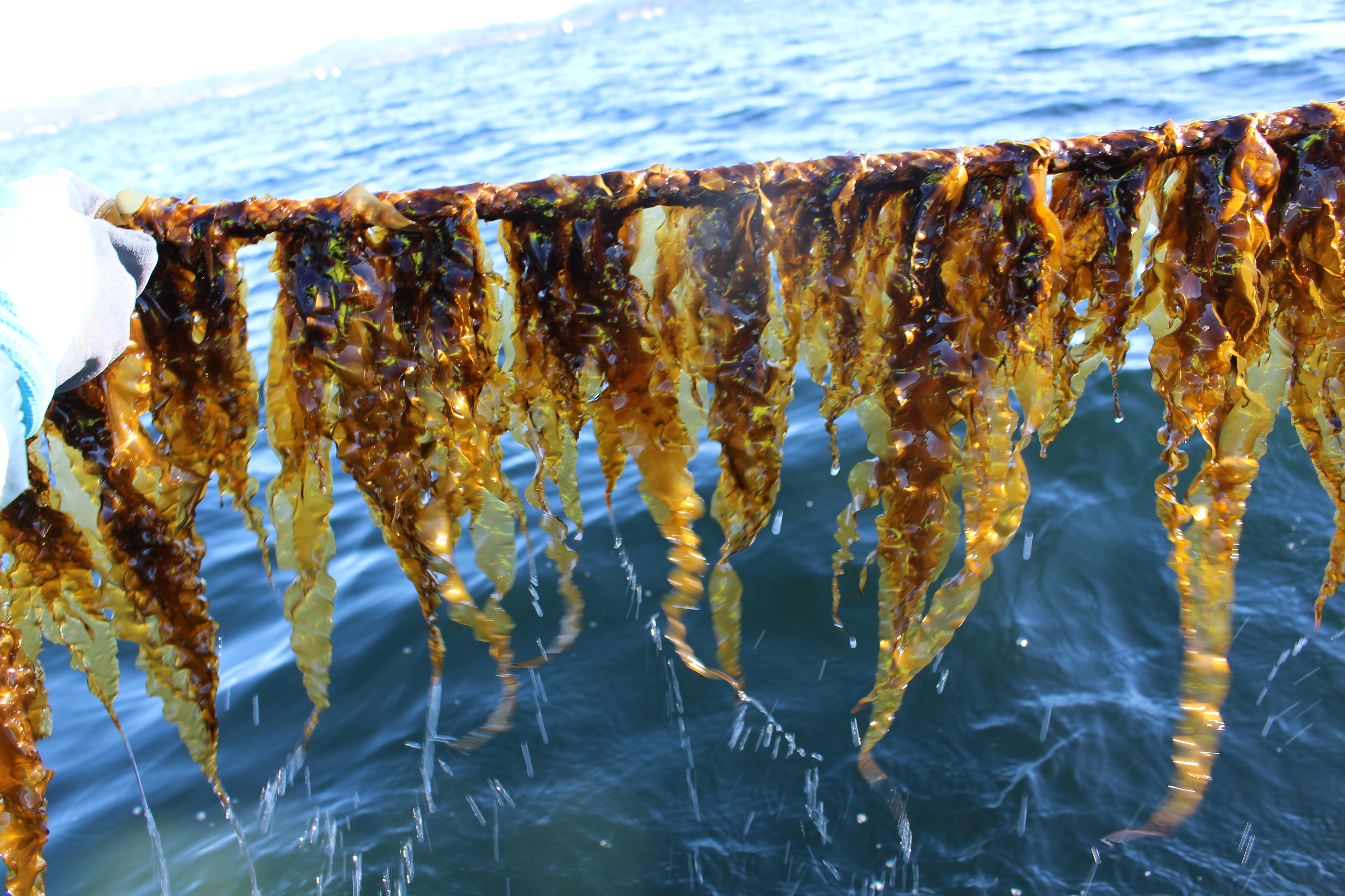 Sugar kelp