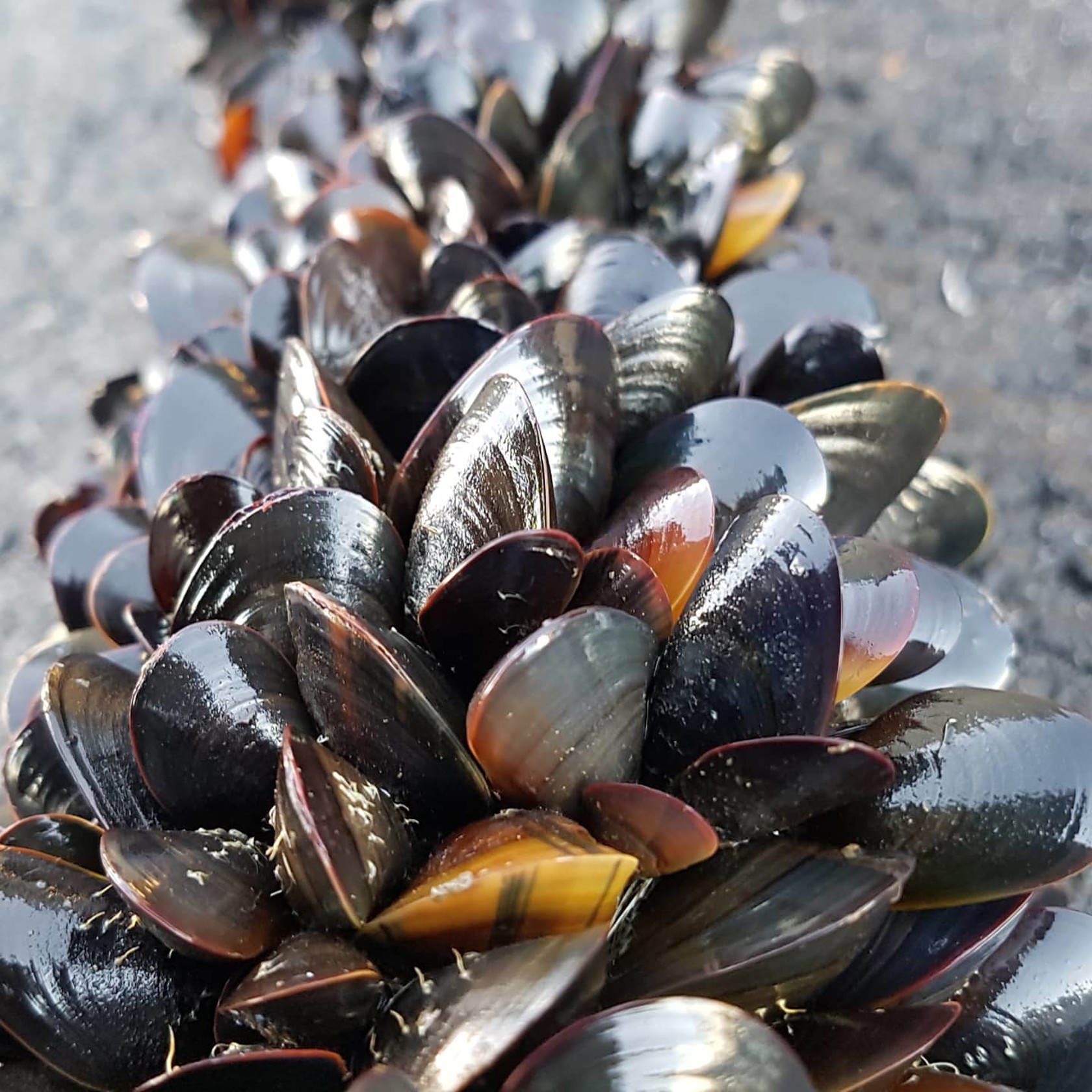 Increasing production of kelp and mussel meal