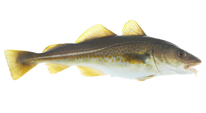 Skrei cod